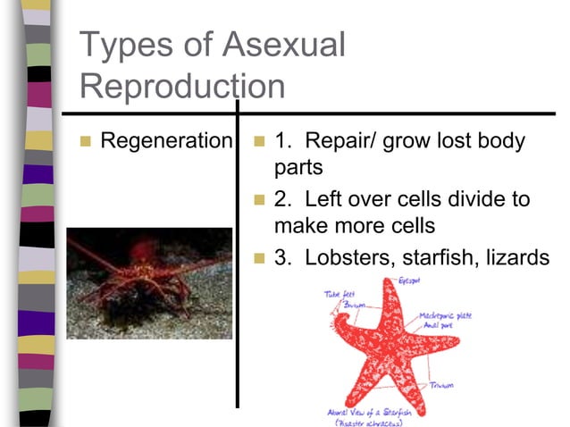 Cell Reproduction.ppt