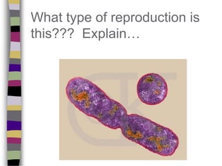 Cell Reproduction.ppt