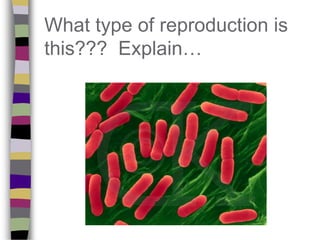 Cell Reproduction.ppt
