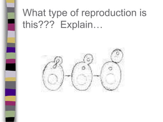 Cell Reproduction.ppt