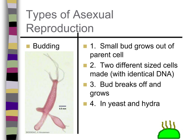 Cell Reproduction.ppt