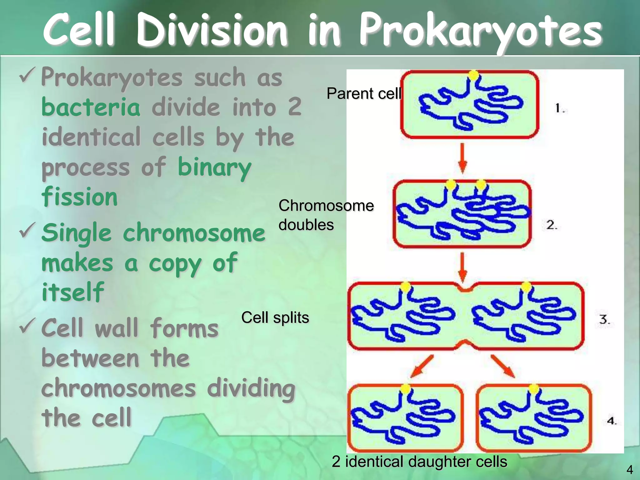 Cell Reproduction.pptx