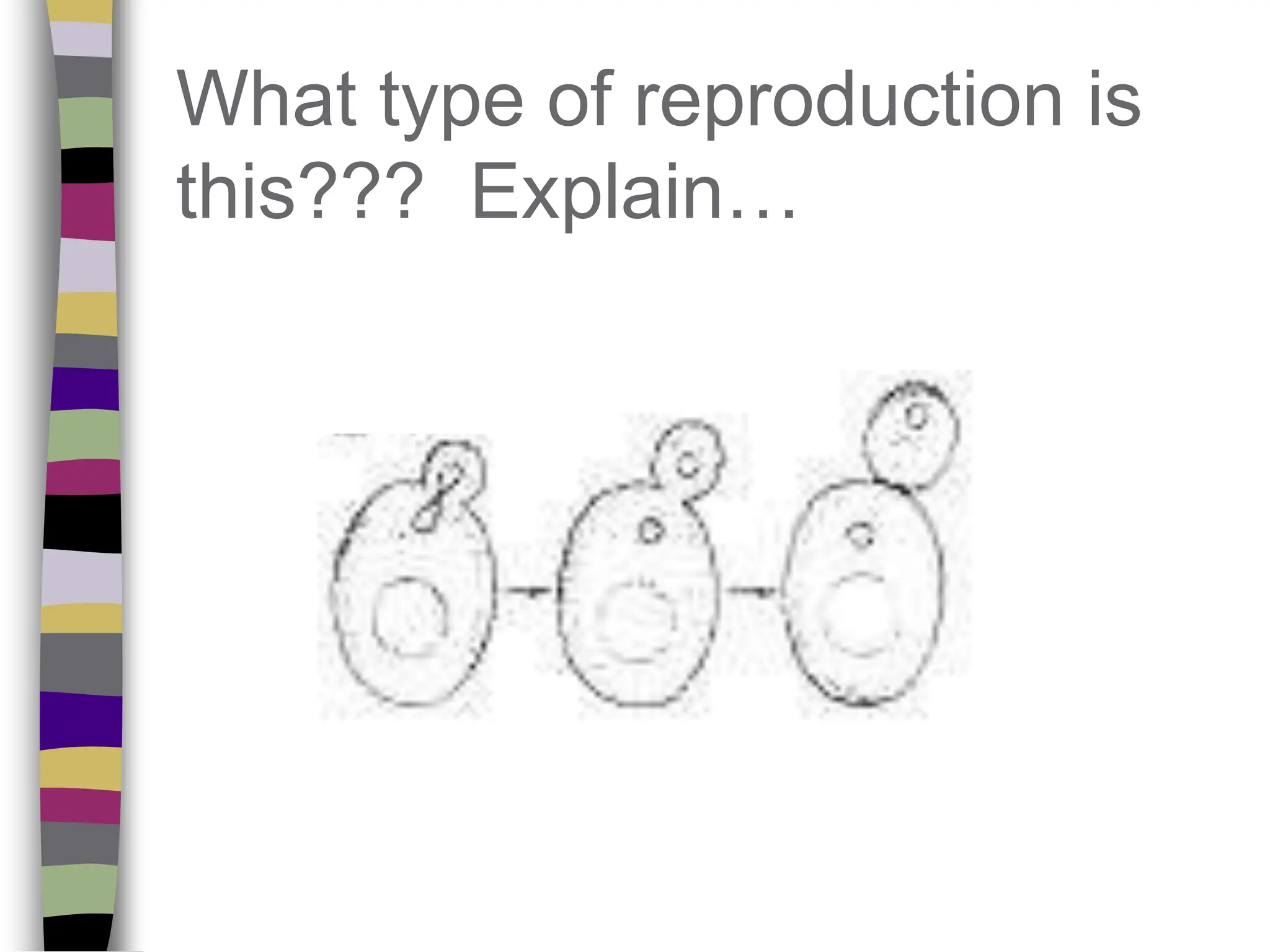 Cell Reproduction.ppt