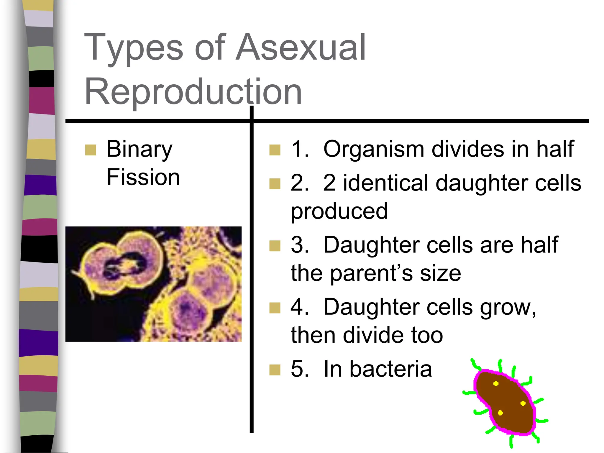 Cell Reproduction.ppt