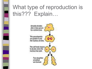 Cell Reproduction.ppt