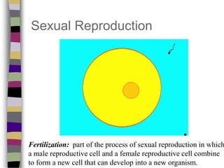 Cell Reproduction.ppt