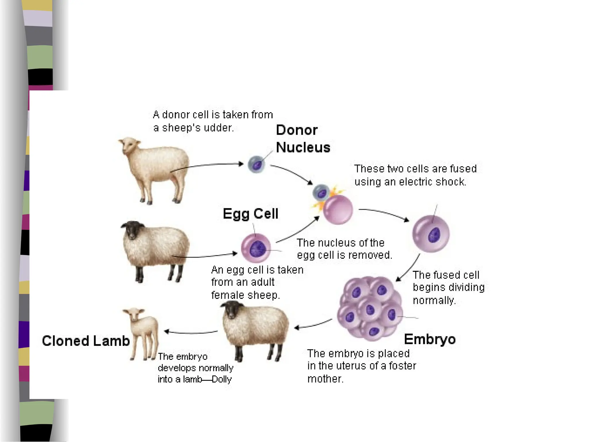 Cell Reproduction ppt for Grade 7 Science | PPT
