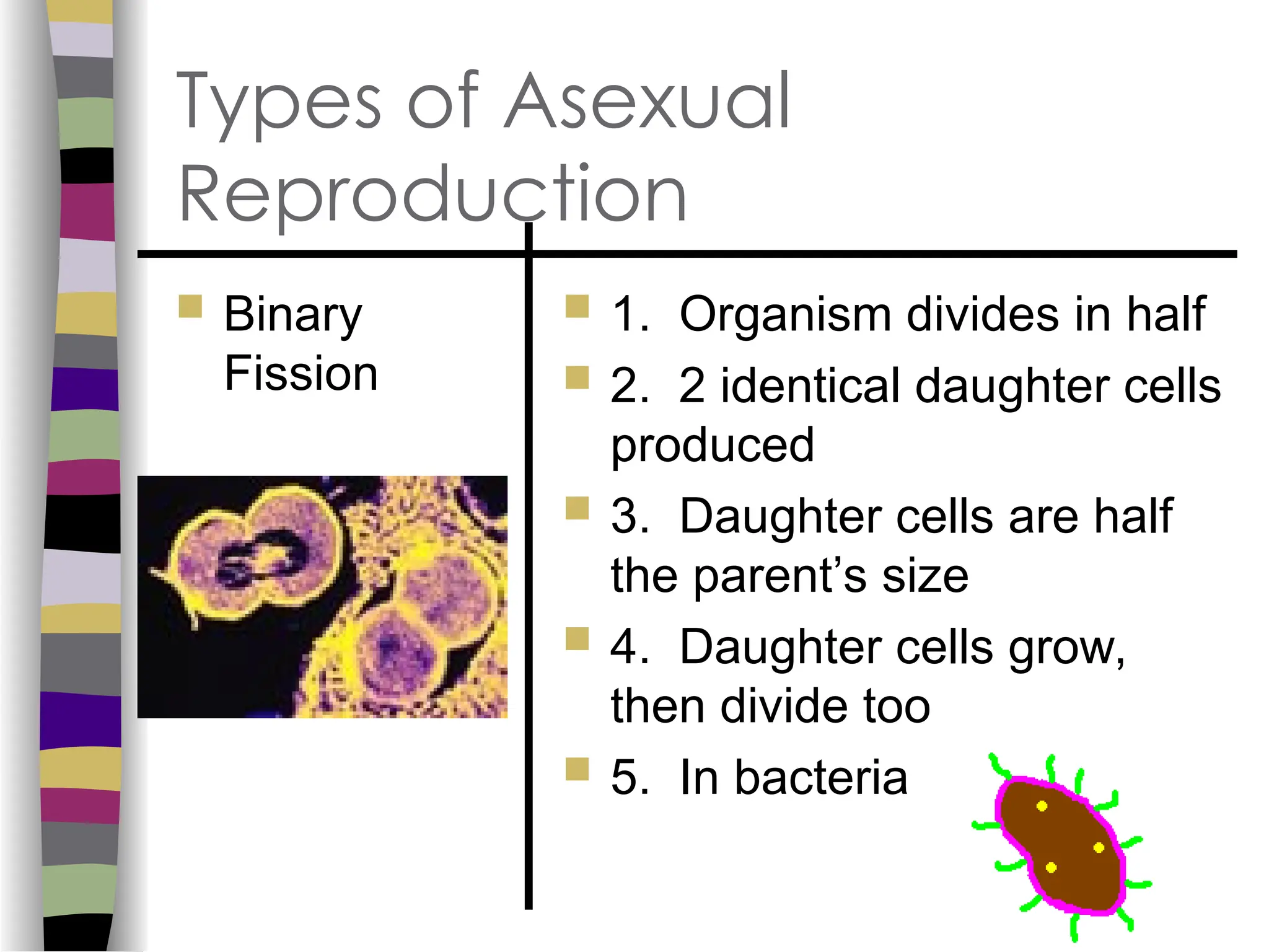 Cell Reproduction ppt for Grade 7 Science | PPT
