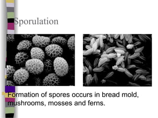Cell Reproduction ppt for Grade 7 Science | PPT