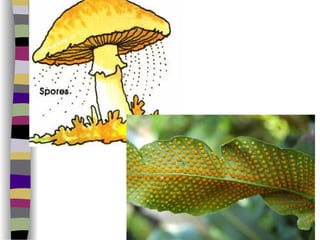 Cell Reproduction ppt for Grade 7 Science | PPT