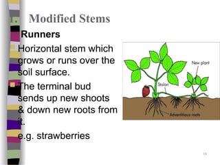 Cell Reproduction ppt for Grade 7 Science | PPT