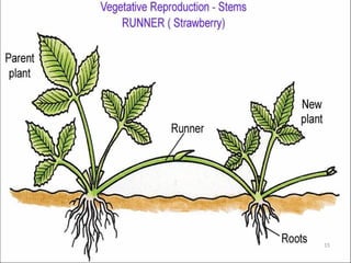 Cell Reproduction ppt for Grade 7 Science | PPT