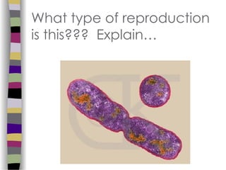 Cell Reproduction ppt for Grade 7 Science | PPT