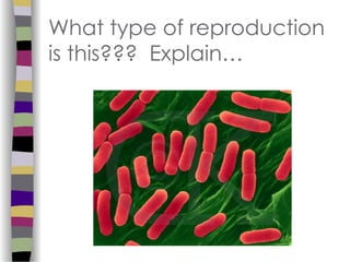 Cell Reproduction ppt for Grade 7 Science | PPT