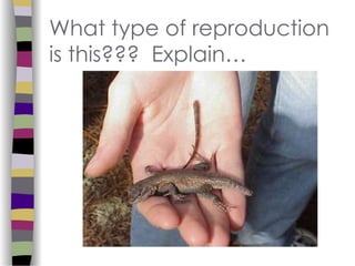 Cell Reproduction ppt for Grade 7 Science | PPT