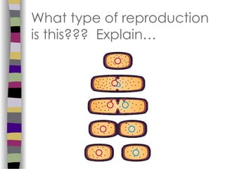 Cell Reproduction ppt for Grade 7 Science | PPT