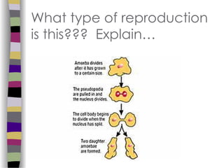Cell Reproduction ppt for Grade 7 Science | PPT