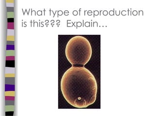 Cell Reproduction ppt for Grade 7 Science | PPT