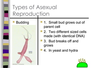 Cell Reproduction ppt for Grade 7 Science | PPT
