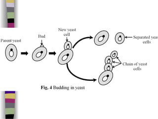 Cell Reproduction ppt for Grade 7 Science | PPT