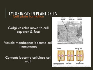 Grade 7 Cell Reproduction mitosis meiosis.ppt