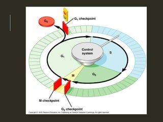 Grade 7 Cell Reproduction mitosis meiosis.ppt