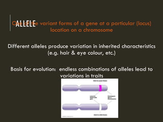 Grade 7 Cell Reproduction mitosis meiosis.ppt