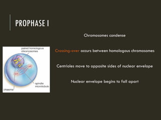 Grade 7 Cell Reproduction mitosis meiosis.ppt