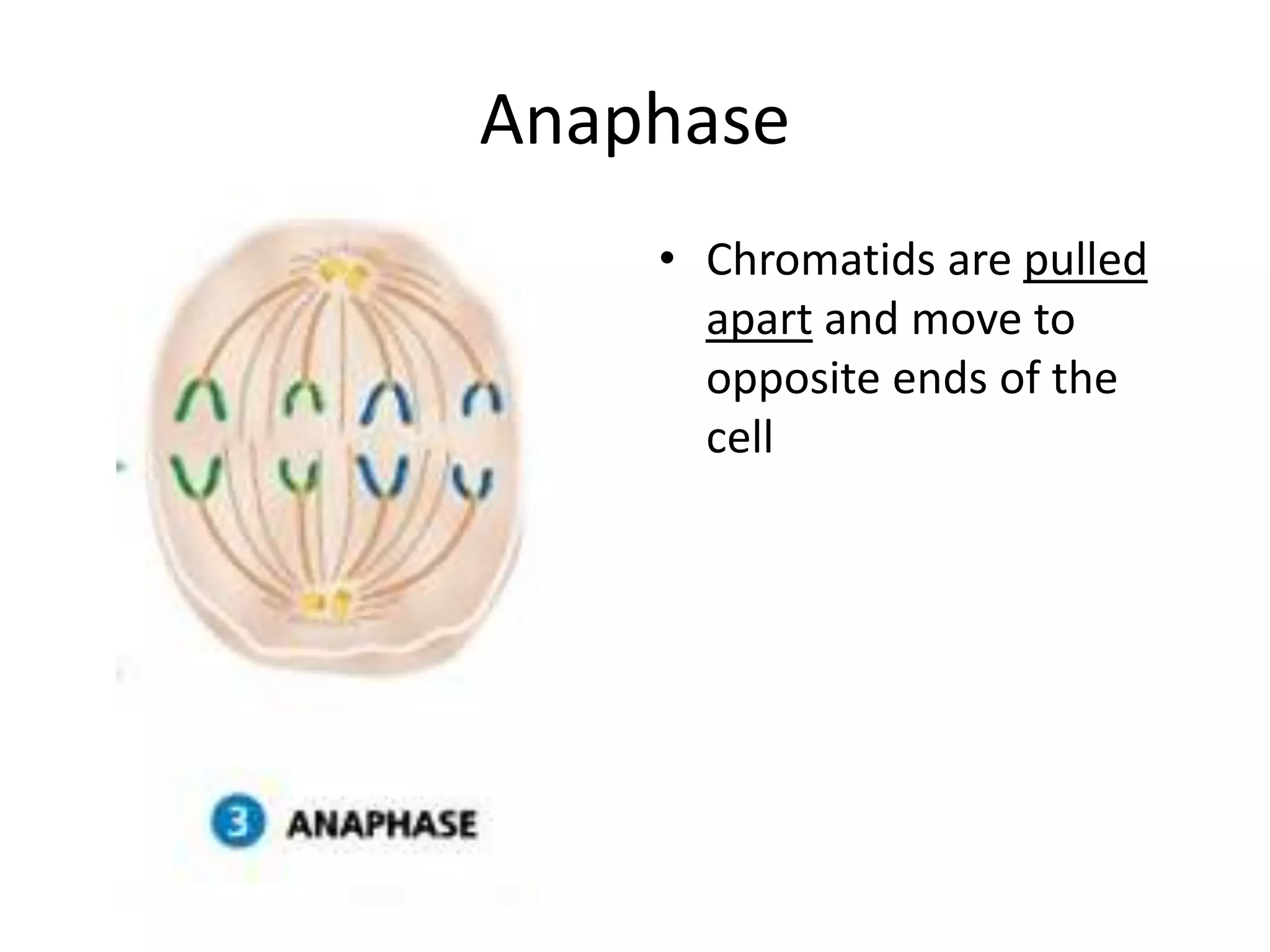 Cell reproduction notes | PPTX