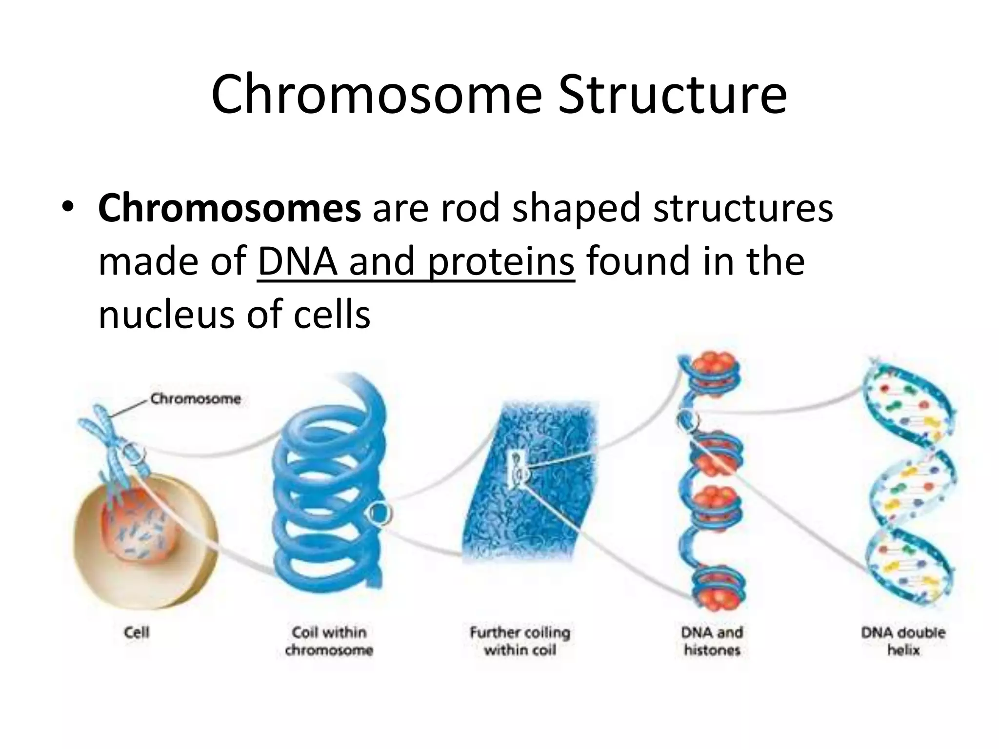 Cell reproduction notes | PPTX