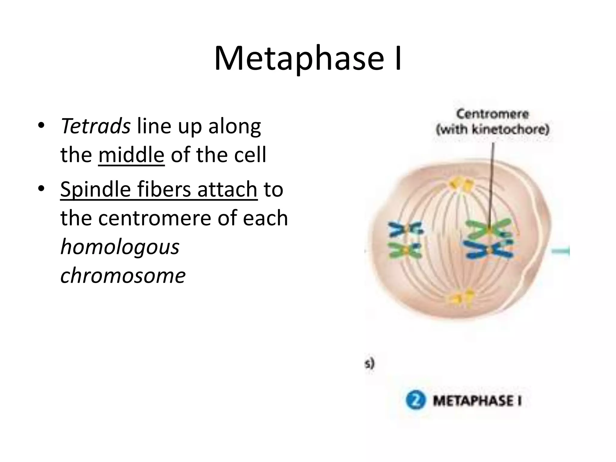 Cell reproduction notes | PPTX