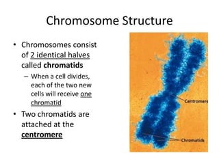 Cell reproduction notes | PPTX