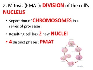Cell reproduction part 2 | PPT