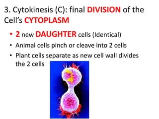 Cell reproduction part 2 | PPT