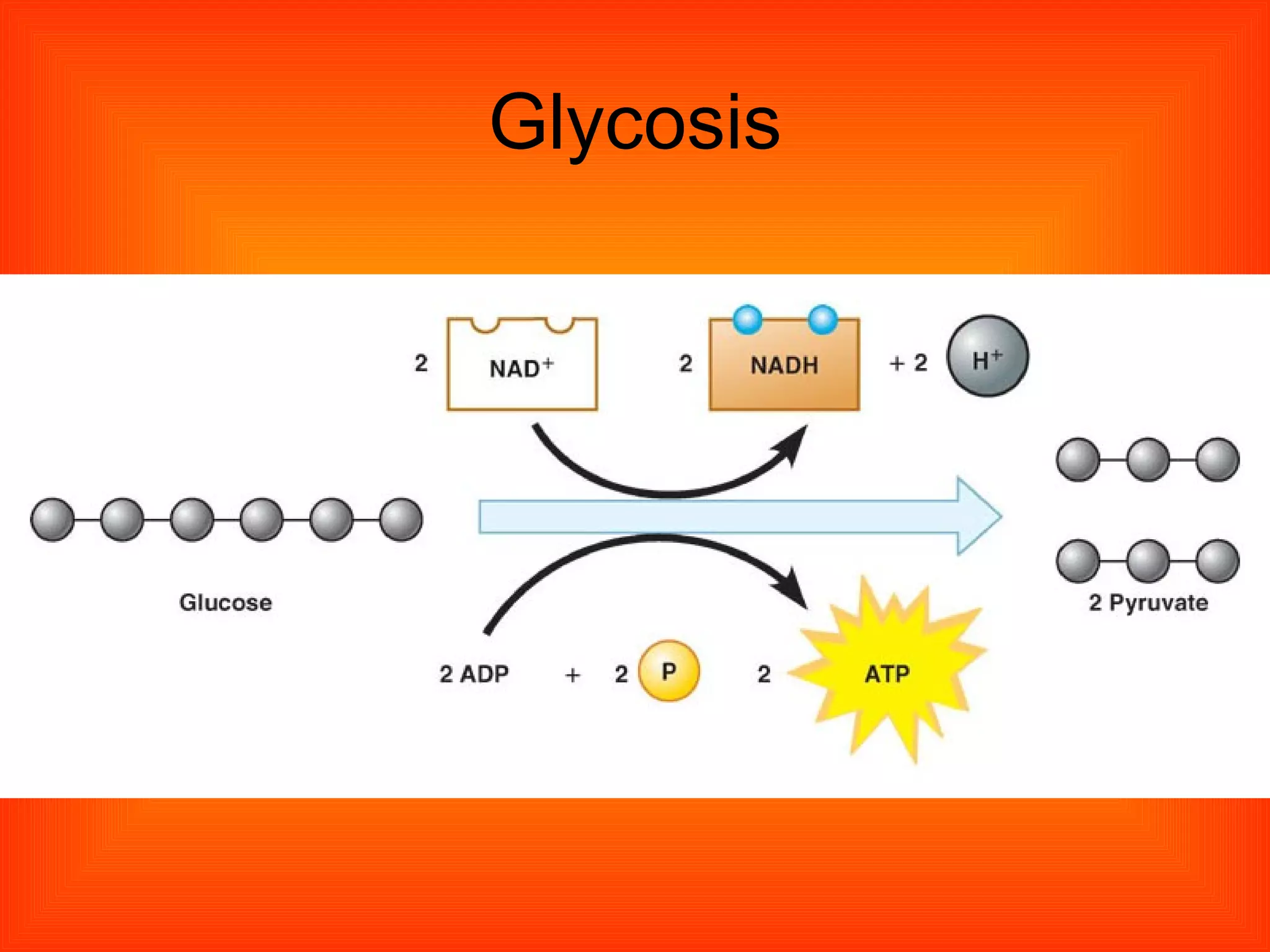 Cellular Respiration and Photosynthesis | PPT