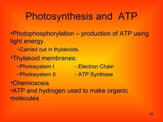 Cellular Respiration and Photosynthesis | PPT