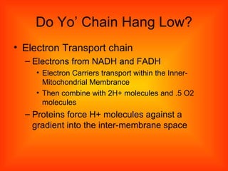 Cellular Respiration and Photosynthesis | PPT