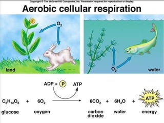 Cell respiration | PPT