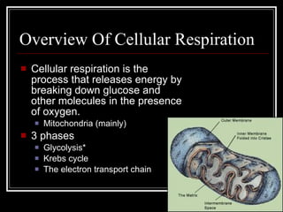 Cell respiration | PPT