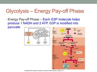 Cell respiration | PPTX