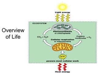 Cell_Respiration.ppt