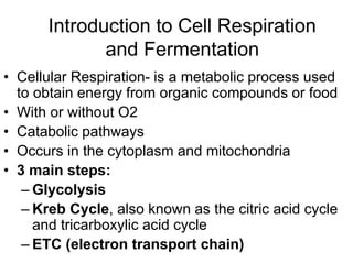 Cell_Respiration.ppt