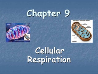 Cell_Respiration_SUMMARY LESSON GRADE NINE | PPT