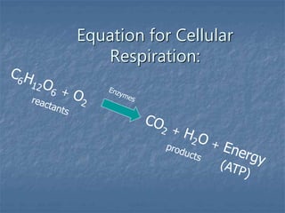 Cell_Respiration_SUMMARY LESSON GRADE NINE | PPT