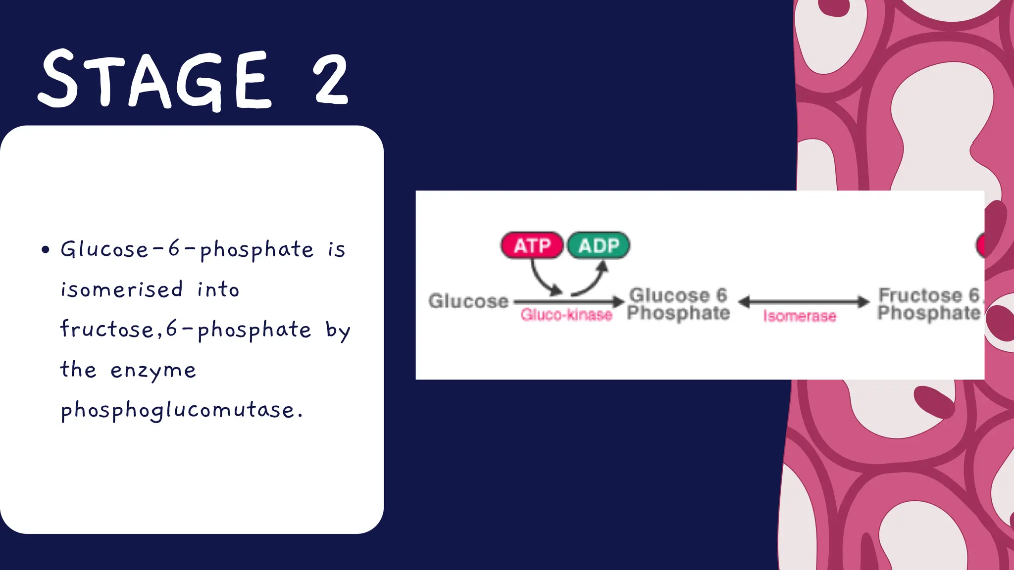 Cell Respiration Presentation Slides Cambridge | PPT