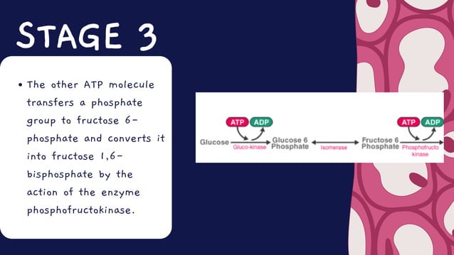 Cell Respiration Presentation Slides Cambridge | PPT