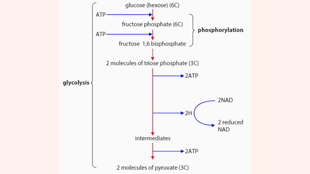 Cell Respiration Presentation Slides Cambridge | PPT
