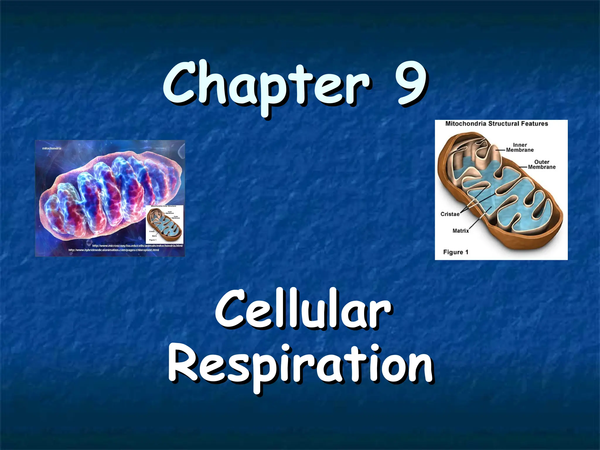 Cellular espiration including aerobic and anaerobic respiration | PPT