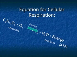 Cellular espiration including aerobic and anaerobic respiration | PPT