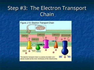 Cellular espiration including aerobic and anaerobic respiration | PPT
